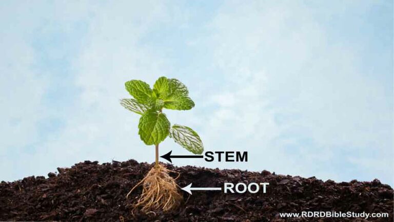 RDRD Bible Study | Roots and Stems and Forms, Oh My! – Using A Hebrew ...
